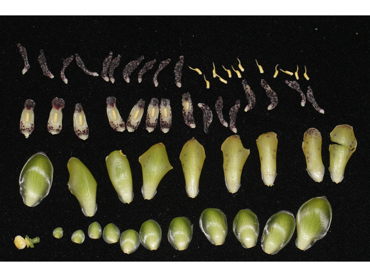 アウストロベイレア目/アウストロベイレア科