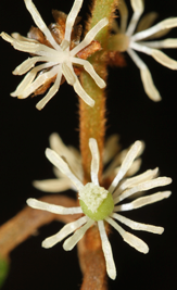 アウストロベイレア目