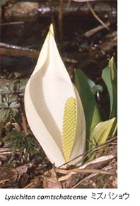 サトイモ科/ミズバショウ亜科