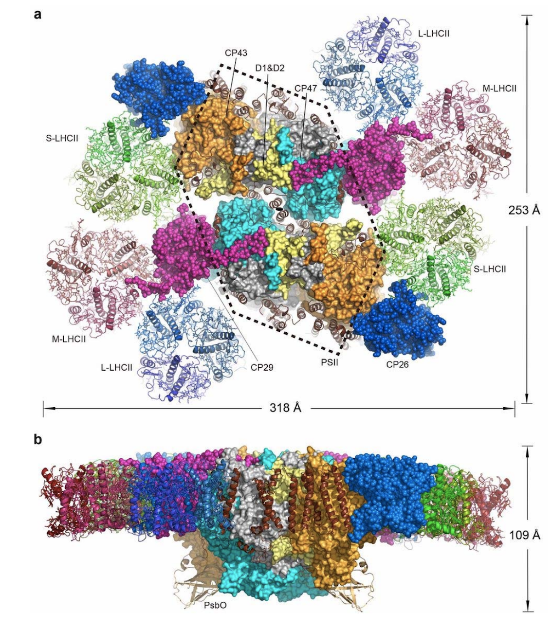 PSII-LHCII超複合体 | 研究内容 | 基礎生物学研究所・環境光生物学研究部門