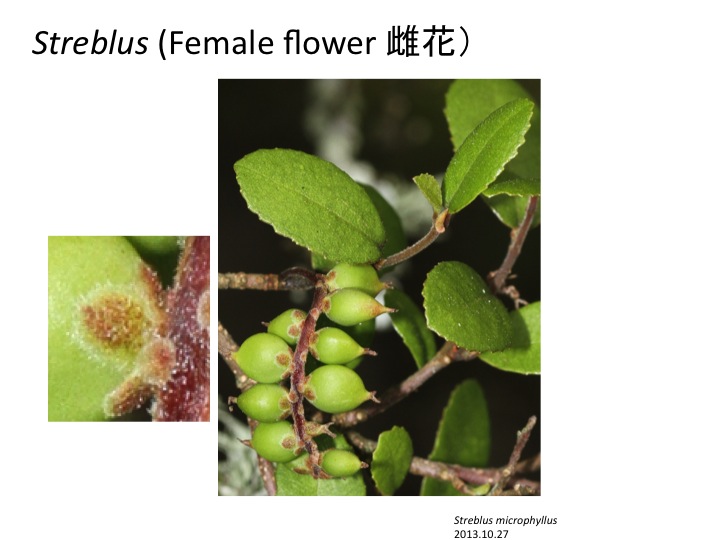 Streblus/Moreaeクワ亜科/Moraceaeクワ科/Rosales バラ目 | 植物発生進化学：読む植物図鑑 Plant ...