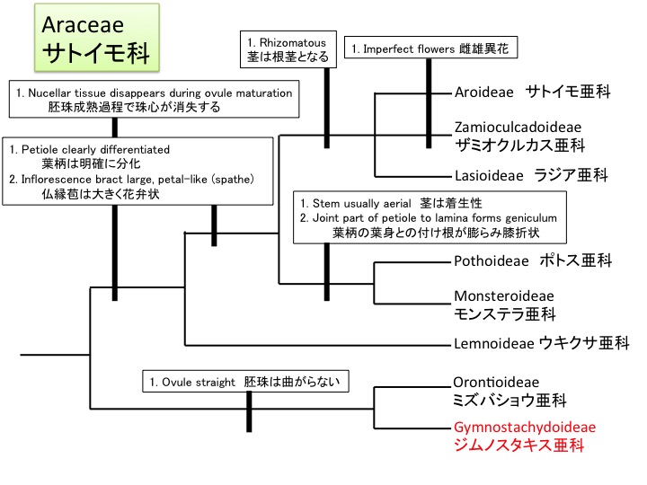 ジムノスタキス（サトイモ科）Gymnostachys, Araceae | 植物発生進化学：読む植物図鑑 Plant Development ...