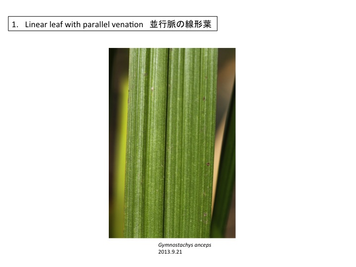 ジムノスタキス（サトイモ科）Gymnostachys, Araceae | 植物発生進化学：読む植物図鑑 Plant Development ...