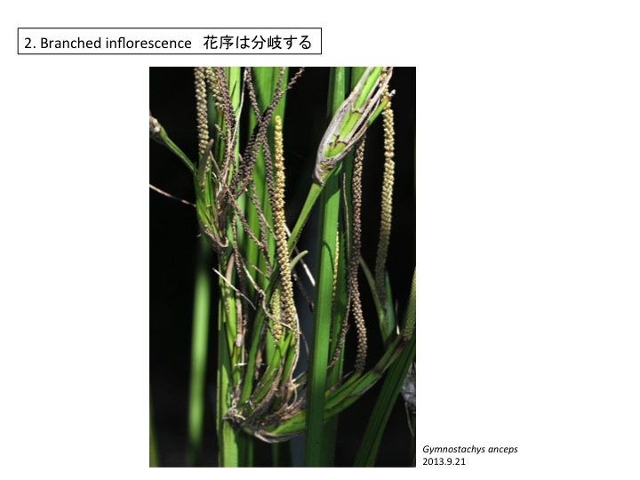 ジムノスタキス（サトイモ科）Gymnostachys, Araceae | 植物発生進化学：読む植物図鑑 Plant Development ...