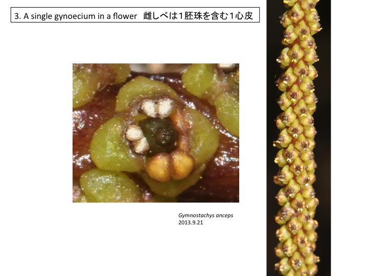 ジムノスタキス（サトイモ科）Gymnostachys, Araceae | 植物発生進化学：読む植物図鑑 Plant Development ...
