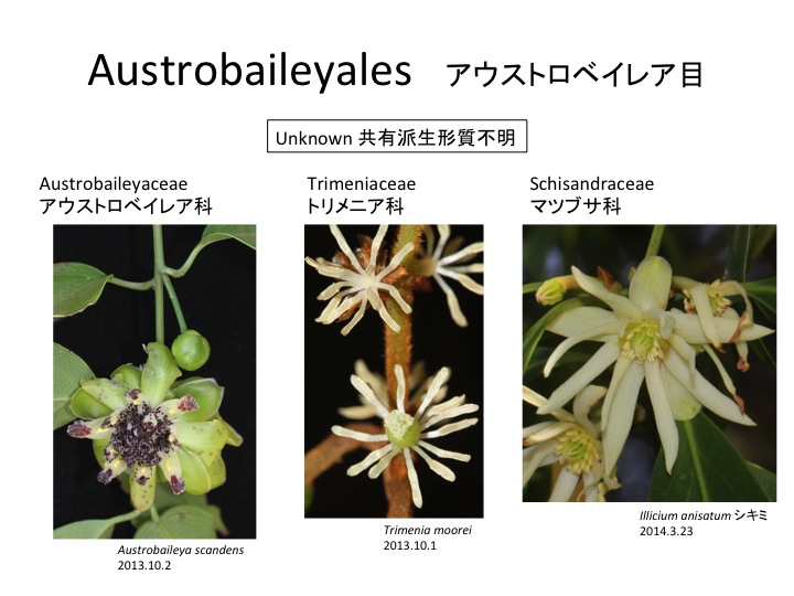 アウストロベイレヤ目 Austrobaileyales | 植物発生進化学：読む植物図鑑 Plant Development and ...