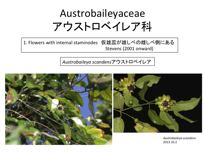 アウストロベイレヤ目 Austrobaileyales | 植物発生進化学：読む植物図鑑 Plant Development and ...