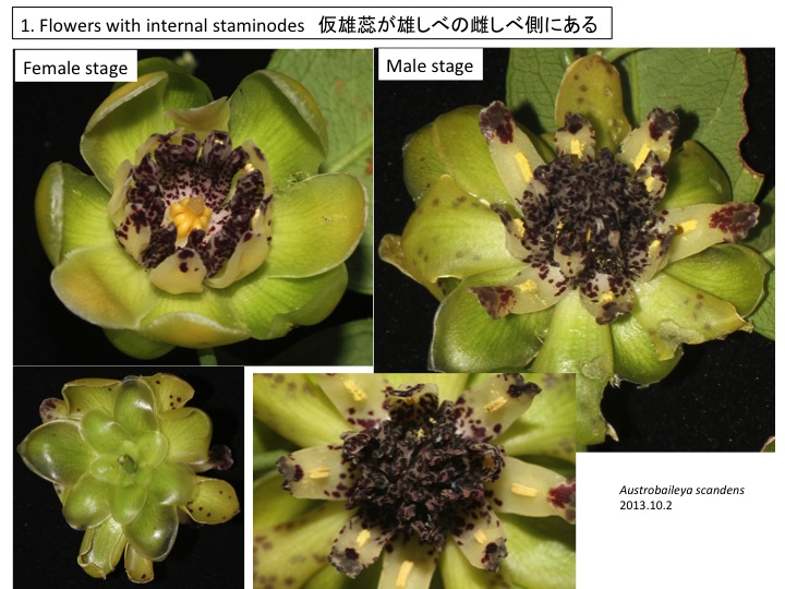 アウストロベイレヤ目 Austrobaileyales | 植物発生進化学：読む植物図鑑 Plant Development and ...
