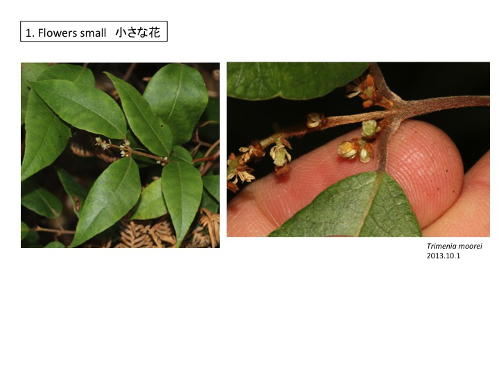 アウストロベイレヤ目 Austrobaileyales | 植物発生進化学：読む植物図鑑 Plant Development and ...