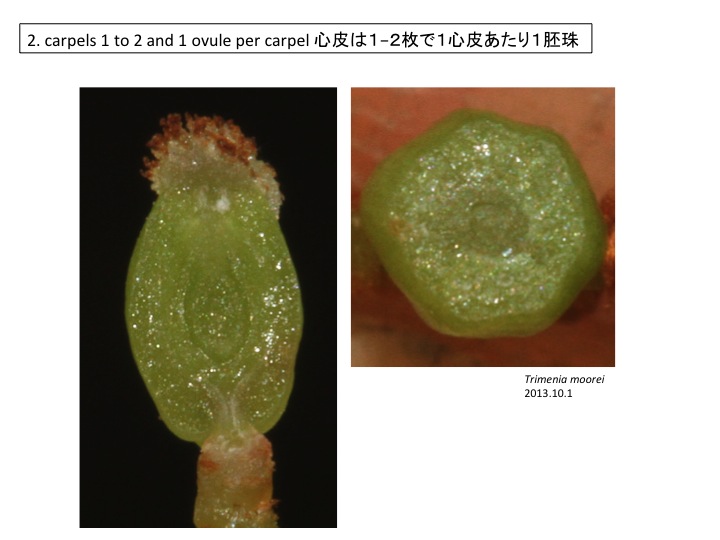 アウストロベイレヤ目 Austrobaileyales | 植物発生進化学：読む植物図鑑 Plant Development and ...