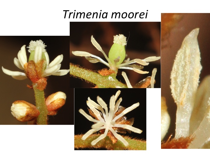 アウストロベイレヤ目 Austrobaileyales | 植物発生進化学：読む植物図鑑 Plant Development and ...