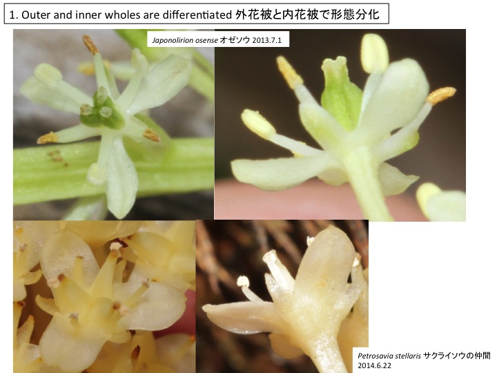 サクライソウ目 Petrosaviales | 植物発生進化学：読む植物図鑑 Plant Development and Evolution