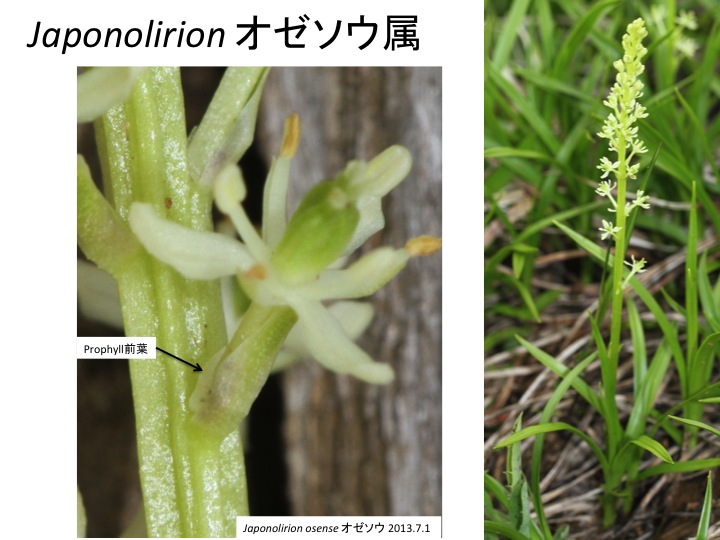 サクライソウ目 Petrosaviales | 植物発生進化学：読む植物図鑑 Plant Development and Evolution