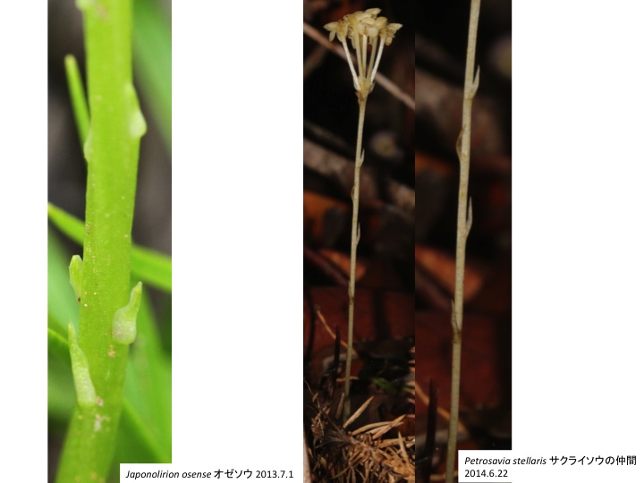サクライソウ目 Petrosaviales | 植物発生進化学：読む植物図鑑 Plant Development and Evolution