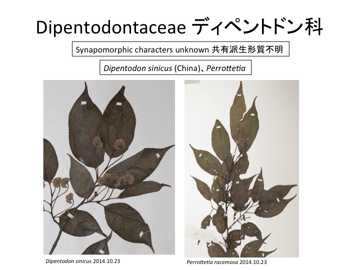Huerteales ウエルテア目 | 植物発生進化学：読む植物図鑑 Plant Development and Evolution