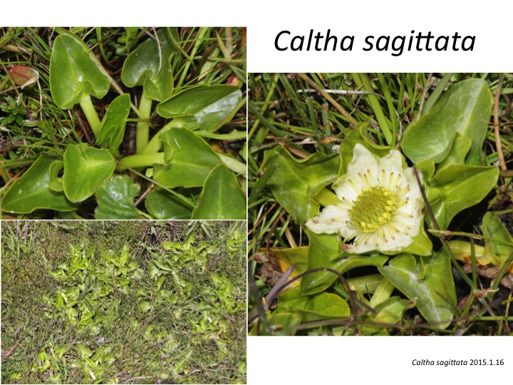 Diplophylly in Caltha-1 リュウキンカ属の重複葉-1 | 植物発生進化学：読む植物図鑑 Plant ...