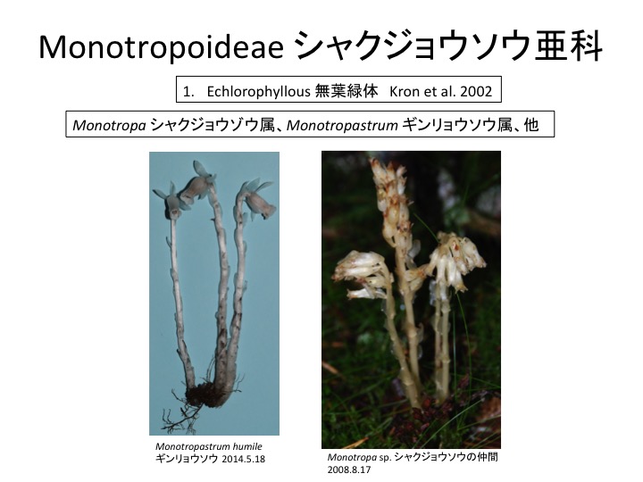 Ericaceae ツツジ科 Monotropoideae シャクジョウソウ亜科 | 植物発生進化学：読む植物図鑑 Plant ...