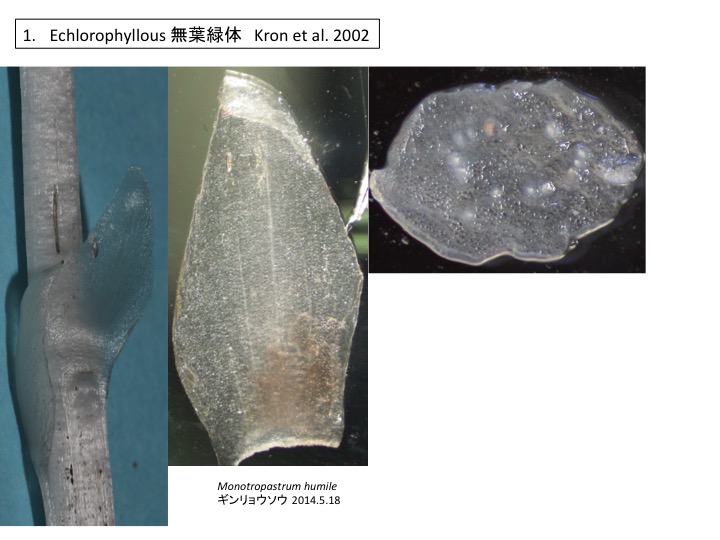 Ericaceae ツツジ科 Monotropoideae シャクジョウソウ亜科 | 植物発生進化学：読む植物図鑑 Plant ...