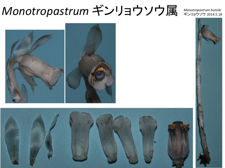 Ericaceae ツツジ科 Monotropoideae シャクジョウソウ亜科 | 植物発生進化学：読む植物図鑑 Plant ...