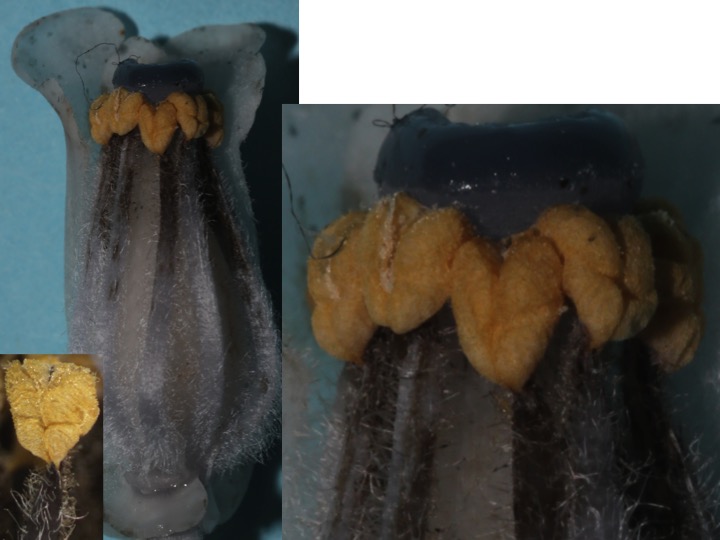 Ericaceae ツツジ科 Monotropoideae シャクジョウソウ亜科 | 植物発生進化学：読む植物図鑑 Plant ...