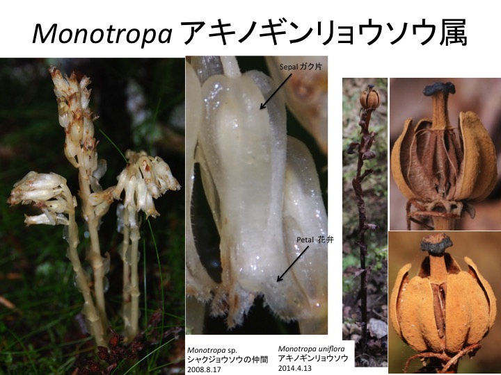 Ericaceae ツツジ科 Monotropoideae シャクジョウソウ亜科 | 植物発生進化学：読む植物図鑑 Plant ...