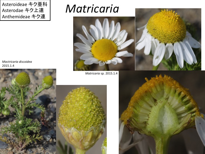 シカギク属 Matricaria | 植物発生進化学：読む植物図鑑 Plant Development and Evolution