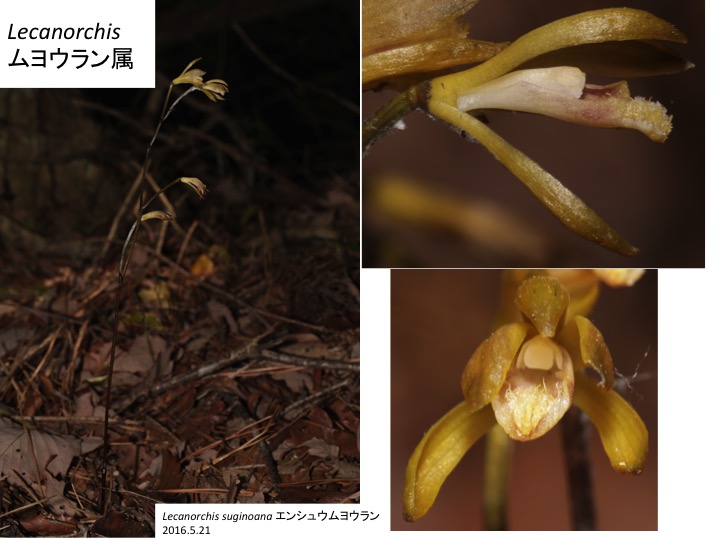 Accessory calyx of Lecanorchis ムヨウラン属の副萼 | 植物発生進化学：読む植物図鑑 Plant ...