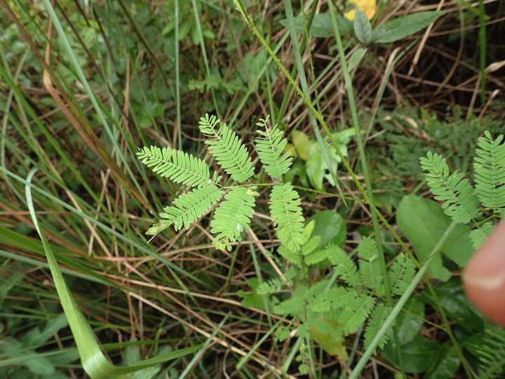 Seismonastic movement of Mimosa pudica オジギソウのお辞儀運動 | 植物発生進化学：読む植物図鑑 ...