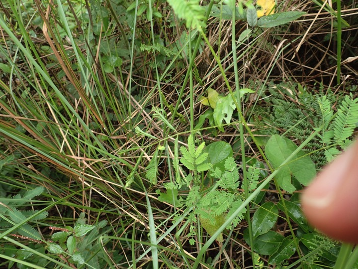 Seismonastic movement of Mimosa pudica オジギソウのお辞儀運動 | 植物発生進化学：読む植物図鑑 ...