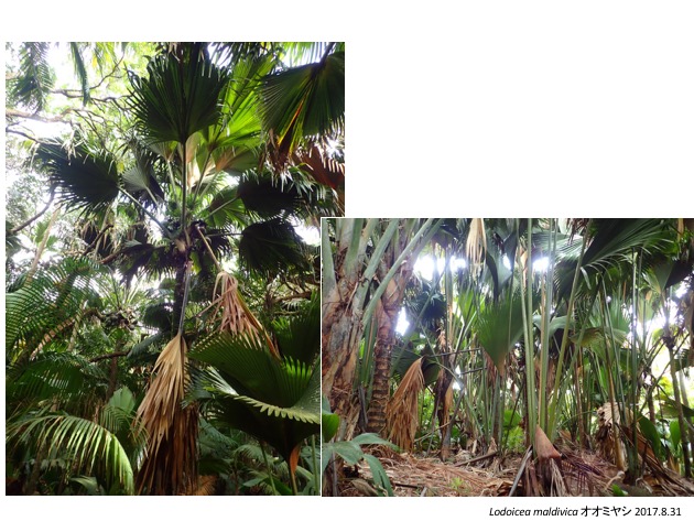 Lodoicea maldivica, double coconut, Coco de Mer, オオミヤシ, フタゴヤシ | 植物発生進化学 ...