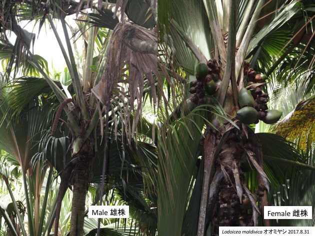 Lodoicea maldivica, double coconut, Coco de Mer, オオミヤシ, フタゴヤシ | 植物発生進化学 ...