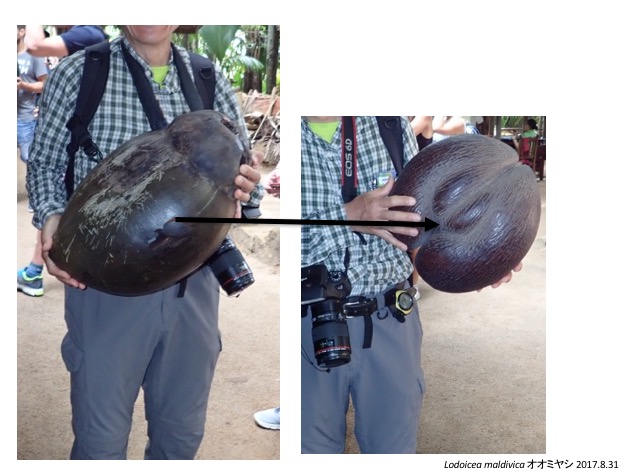 Lodoicea maldivica, double coconut, Coco de Mer, オオミヤシ, フタゴヤシ | 植物発生進化学 ...