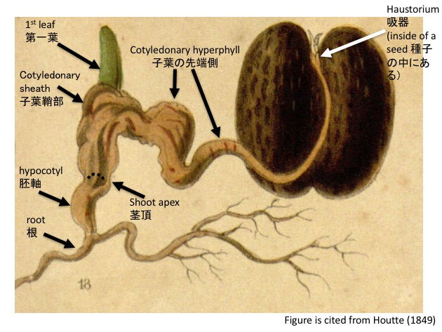 Lodoicea maldivica, double coconut, Coco de Mer, オオミヤシ, フタゴヤシ | 植物発生進化学 ...