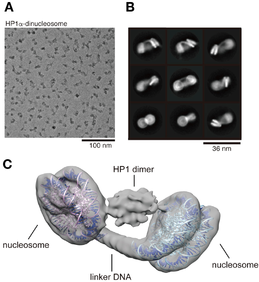National Institute for Basic Biology / NIBB Departments